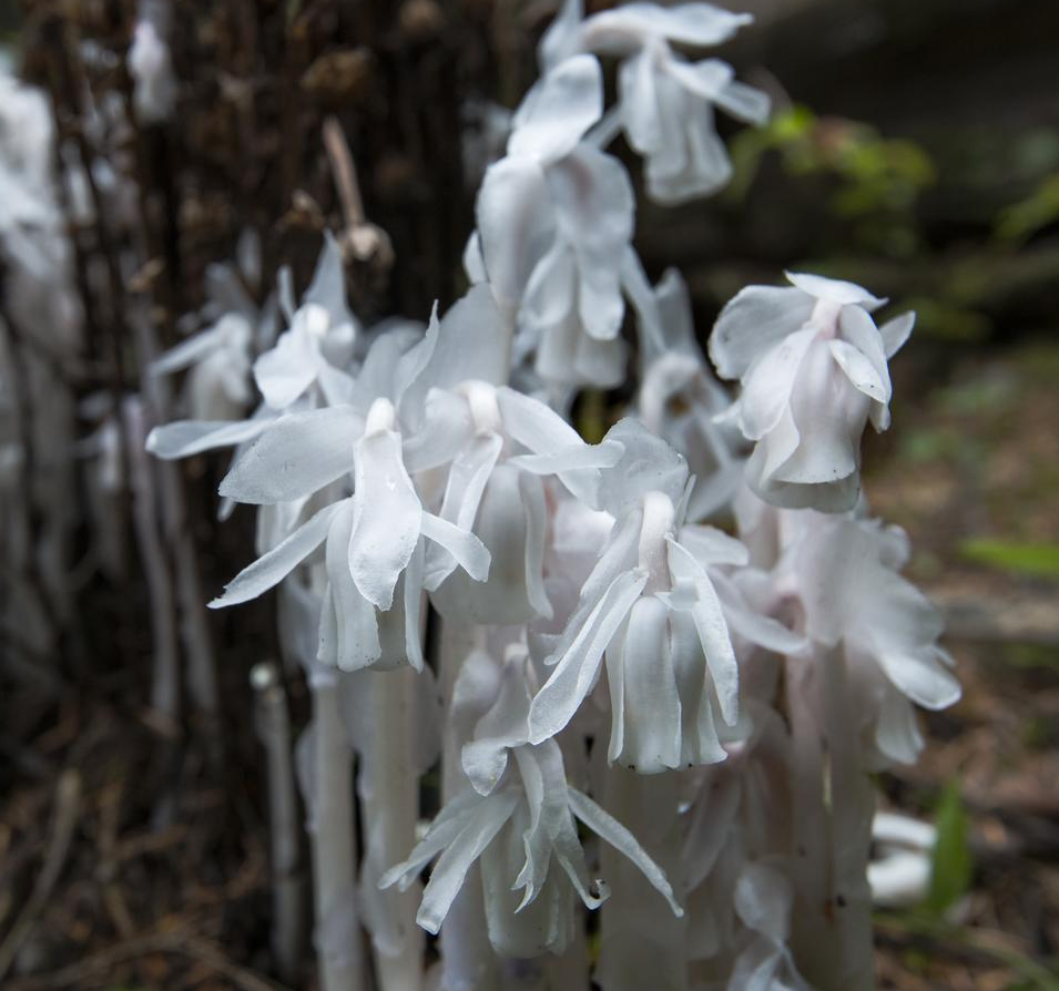 Halloween Inspiration | Julie Cox Garden Design